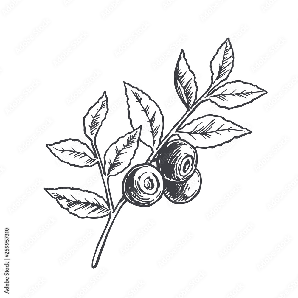 Vector hand drawn botanical illustration of blueberry branch isolated ...