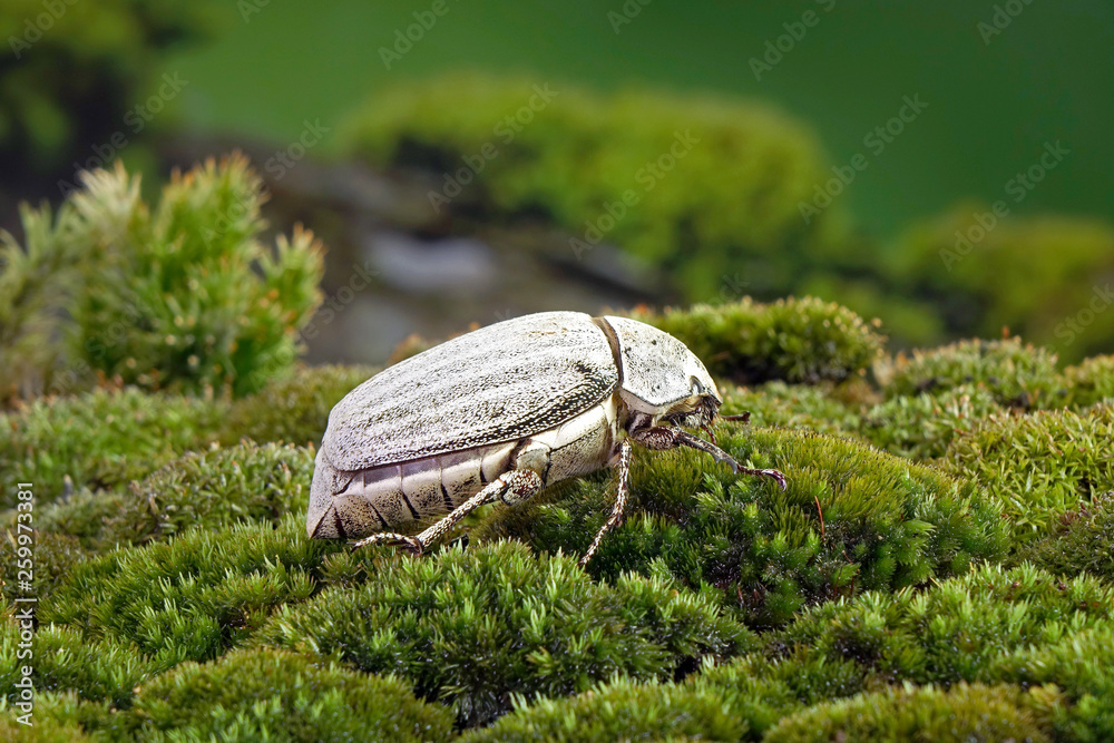 Edible insects : White grub beetle (Lepidiota stigma Fabricius), edible ...