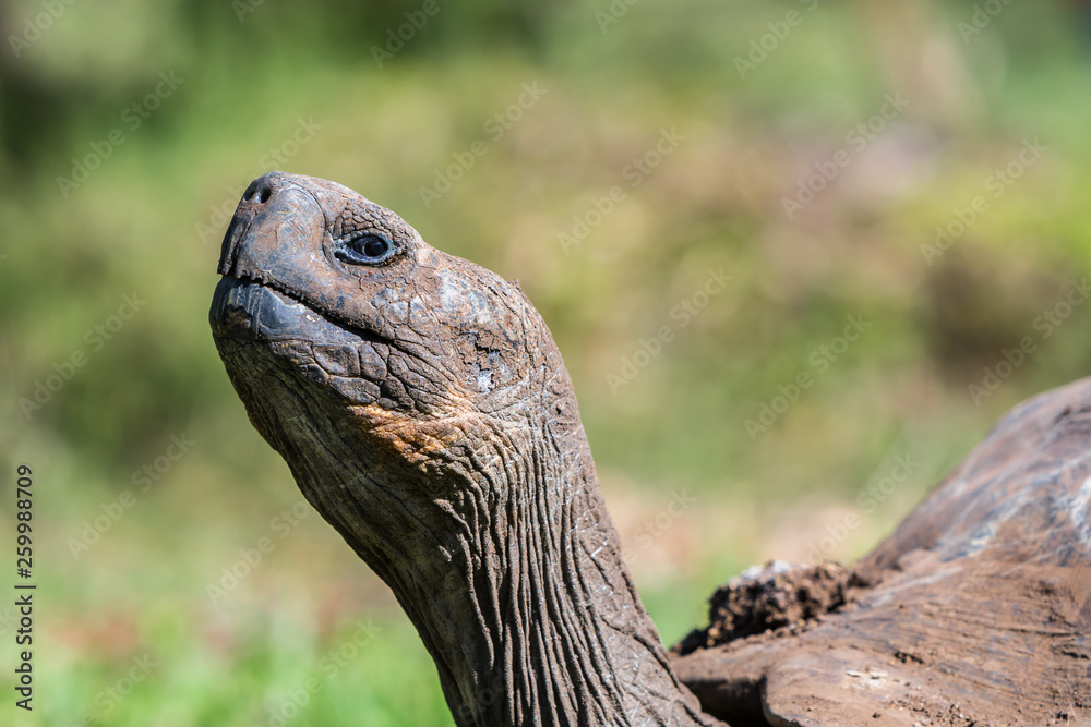 Galapagos Giant Tortoise head shot on Galapagos Islands. Animals ...