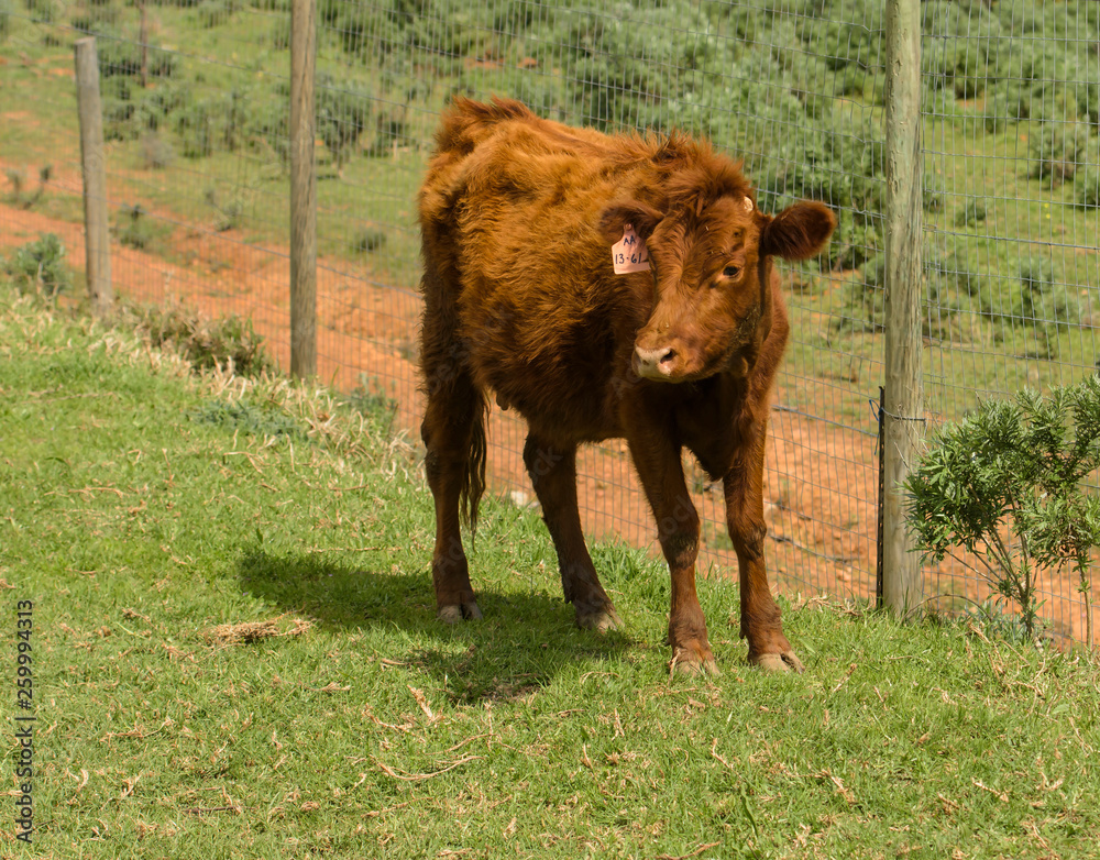 Red Dexter Cow, considered a rare breed, standing facing camera in ...