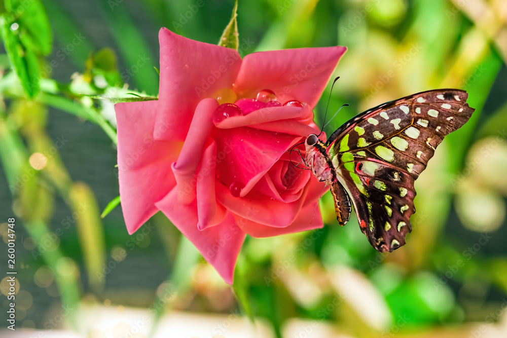 Pink Rose With Butterfly
