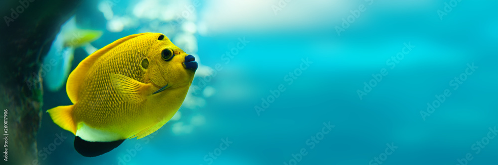 Threespot angelfish (Apolemichthys trimaculatus), yellow tropical fish ...