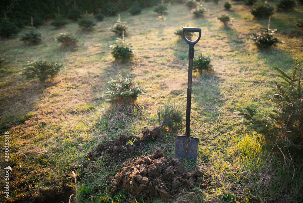 Worker plant a young tree in the garden. Small plantation for a ...