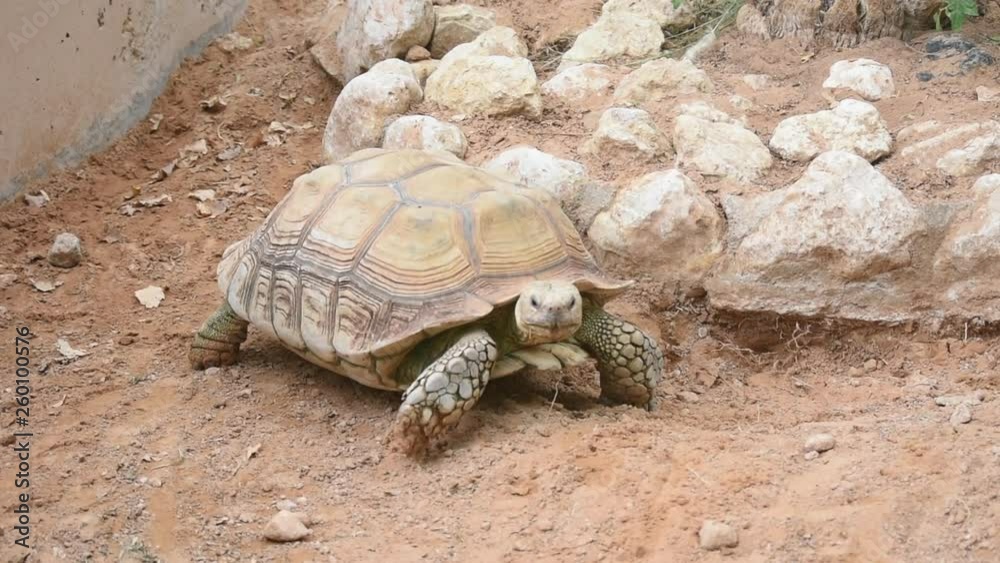 Vidéo Stock A giant tortoise (Chelonoidis nigra) walks across the ...