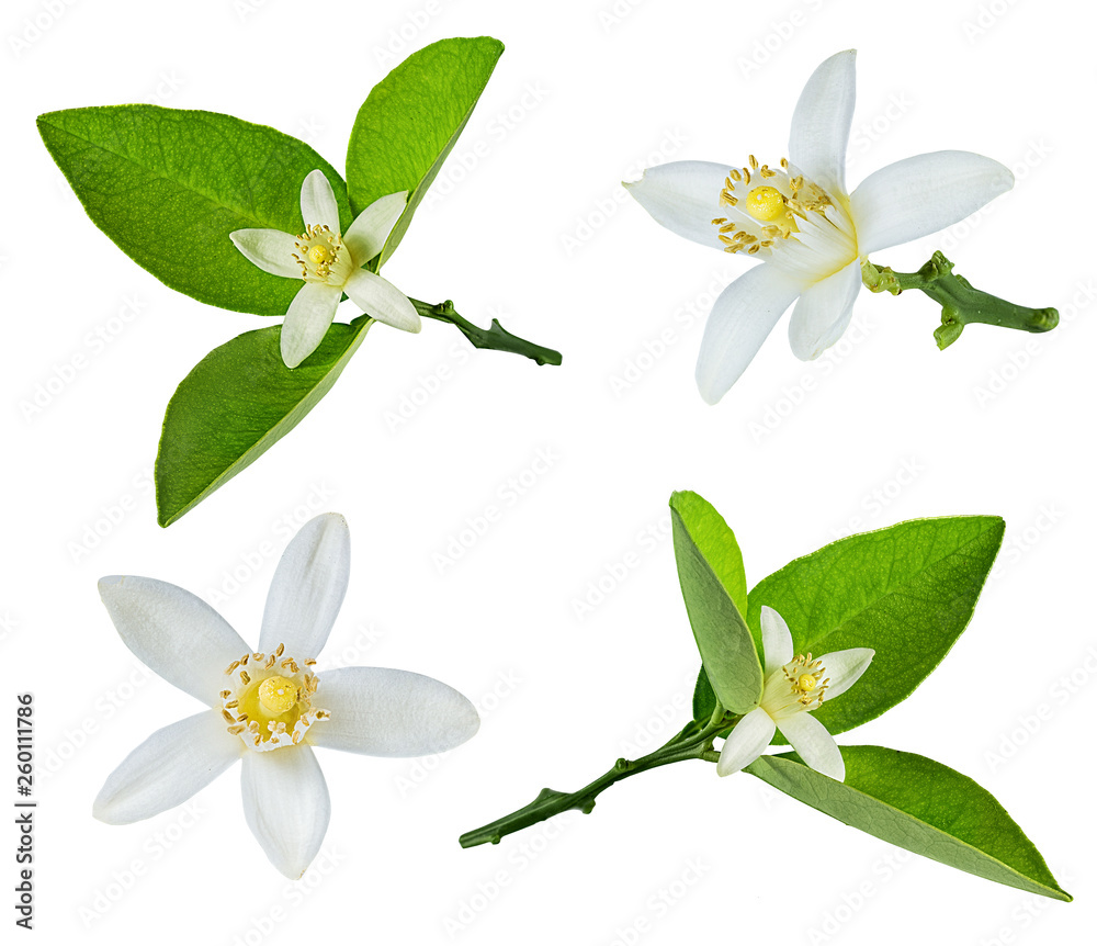Poster Fresh lemon flower isolated on white background with clipping ...