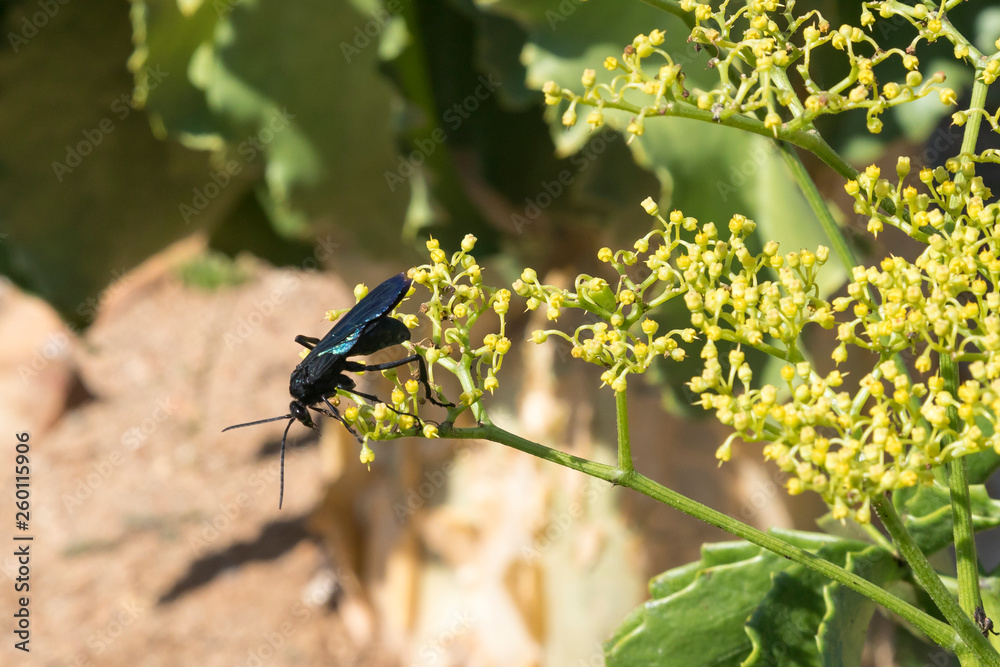 Giant Black Spider-hunting Wasp, Cyphononyx atropos, foraging nectar on ...