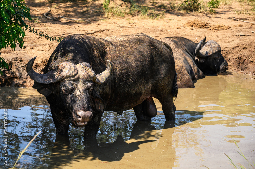 African buffalo bull herd bathing in a muddy pool to get respite from ...