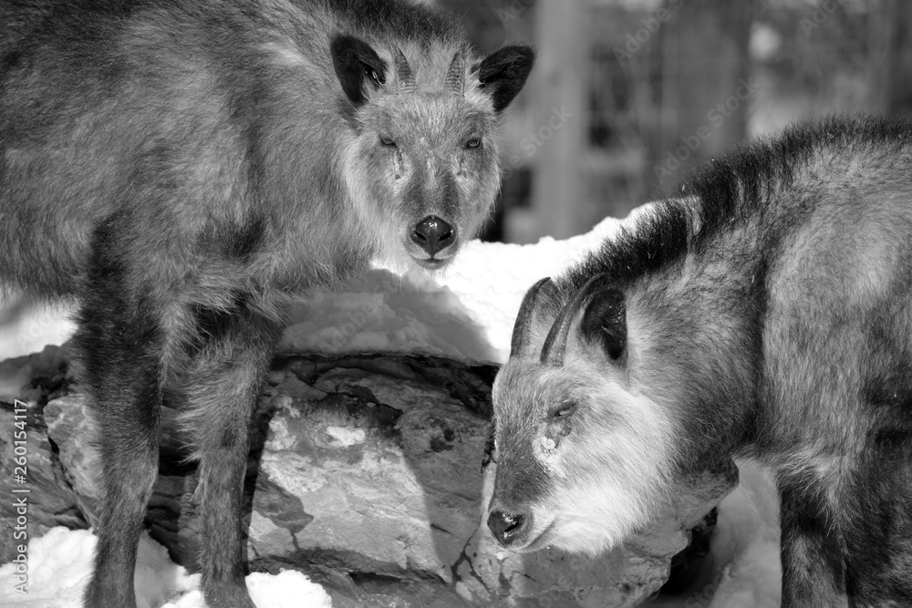Japanese serow Capricornis crispus is a Japanese goat-antelope, an even ...