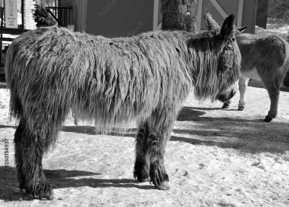 The Poitou donkey or Poitou ass (French: Baudet du Poitou), also called ...