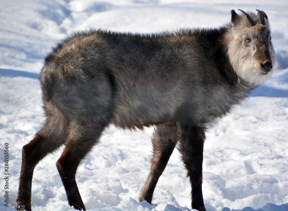 Japanese serow Capricornis crispus is a Japanese goat-antelope, an even ...