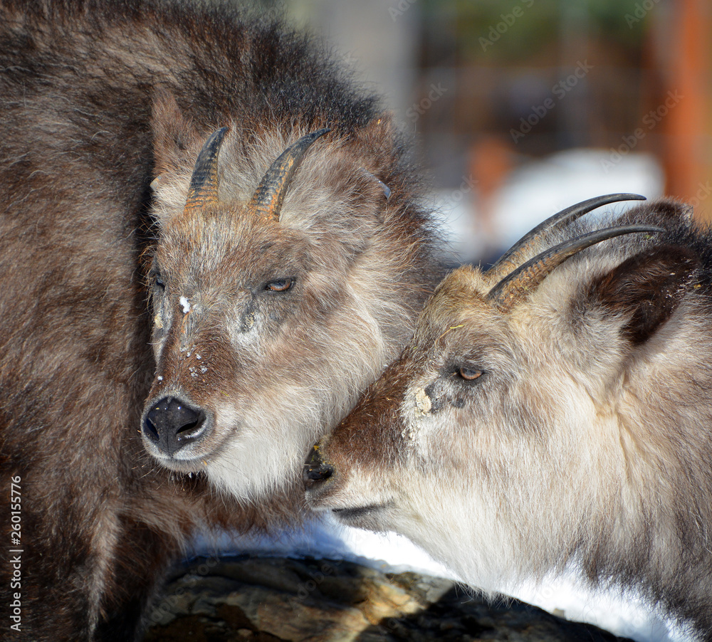 Japanese serow Capricornis crispus is a Japanese goat-antelope, an even ...