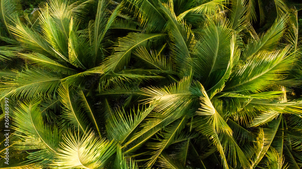 Palmeras Stock Photo | Adobe Stock