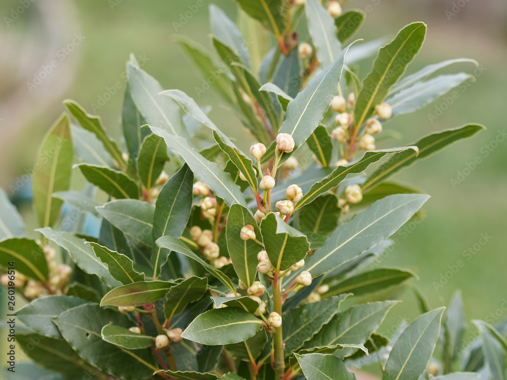 Laurus nobilis - Inflorescences du Laurier - Laurier vrai - laurier ...