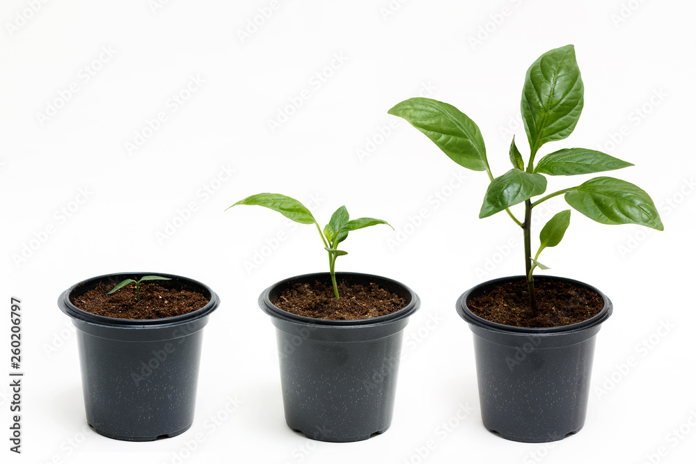The process of growing plants. Stages of plant growth pepper isolated ...