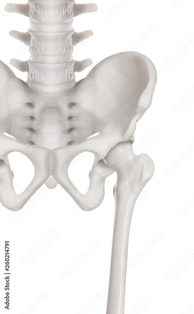 Lower half length Human Skeleton anterior view- 3D medical and ...