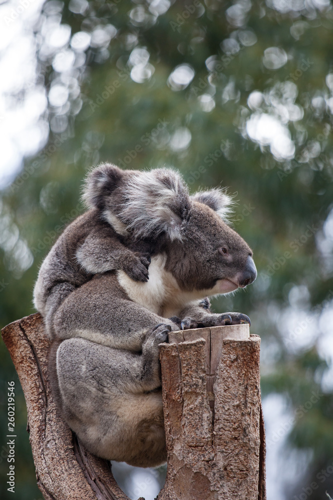 Koalas Sleeping