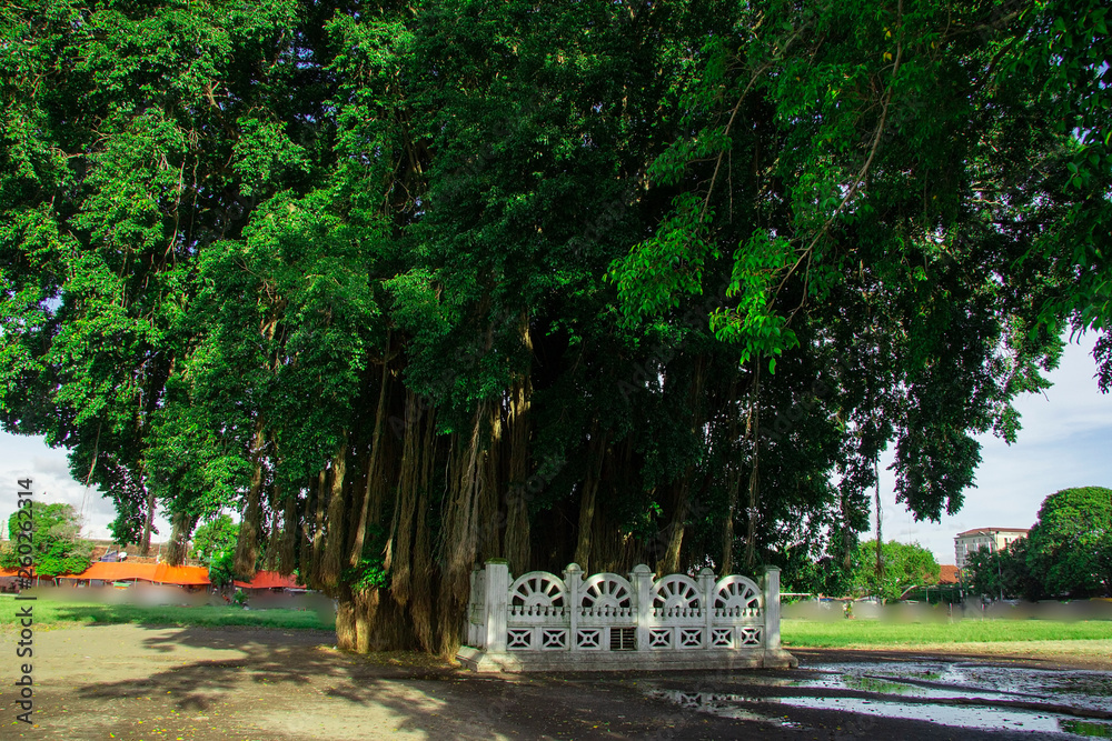 twin banyan trees in the south square, alun-alun selatan yogyakarta ...