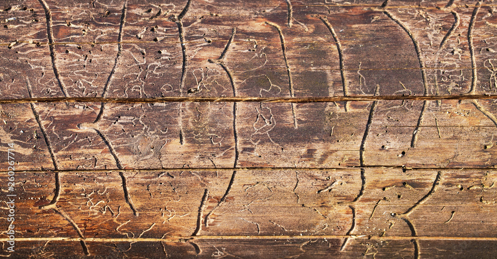 Woodworm borer tunels pattern. Dead tree infested by larvas macro ...