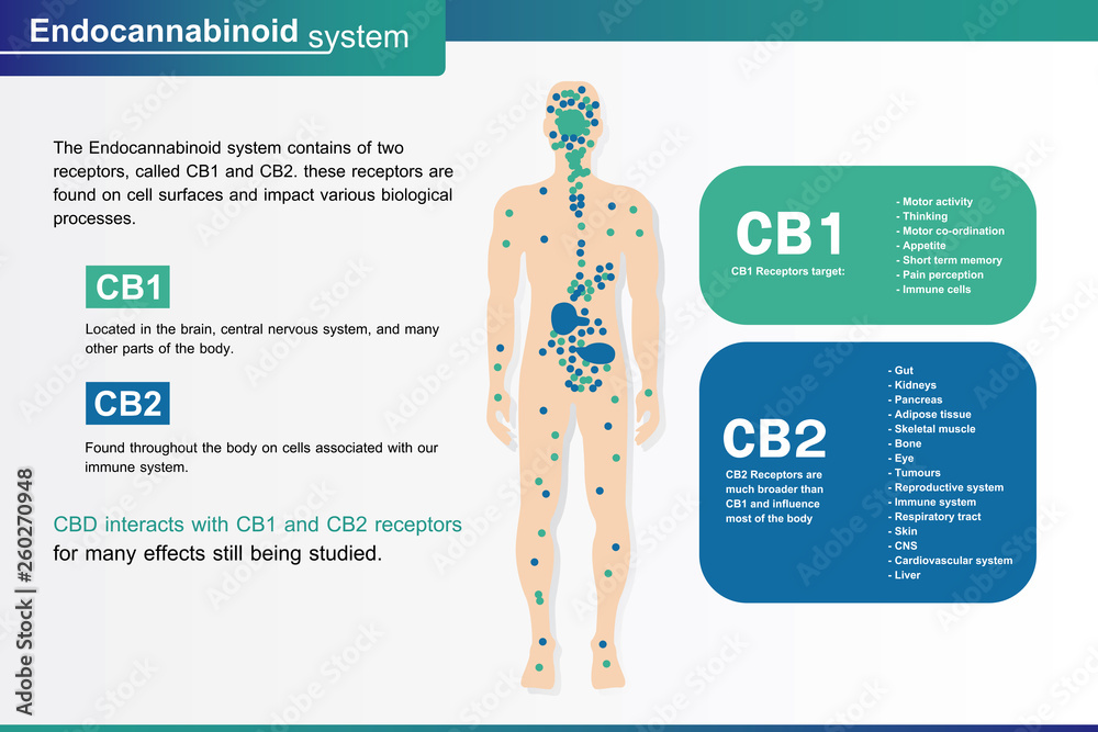 human endocannabinoid system is infographic backgrounds. Stock Vector ...