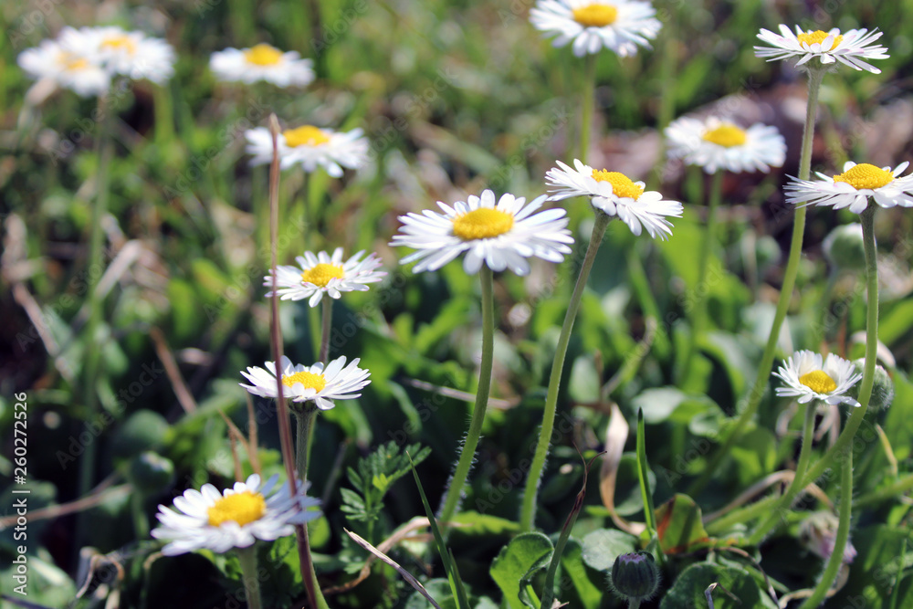 Foto Stock Margherite bianche fiore e stelo con erba | Adobe Stock