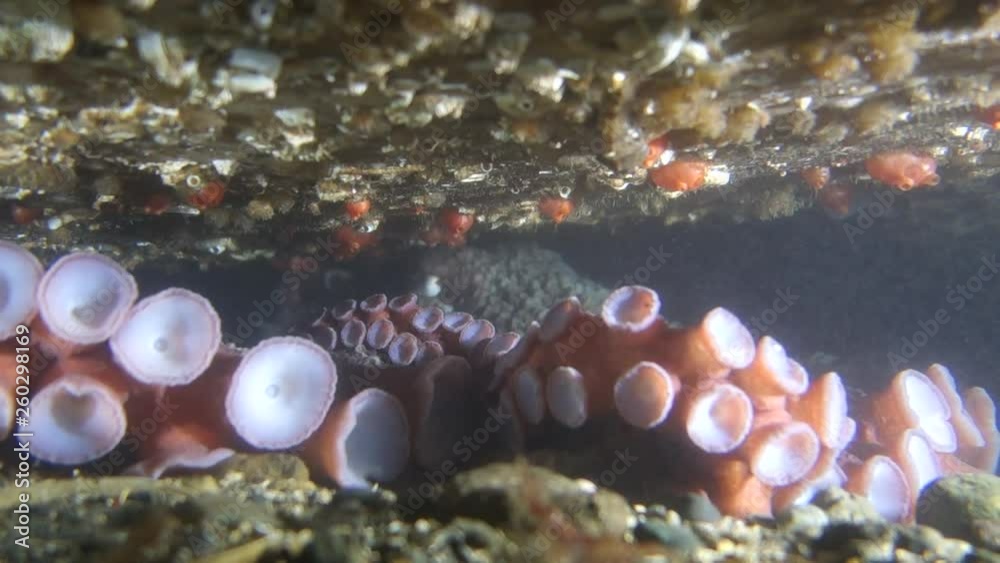 Underwater Close-up: Giant Octopus Between Rocks in Puget Sound ...