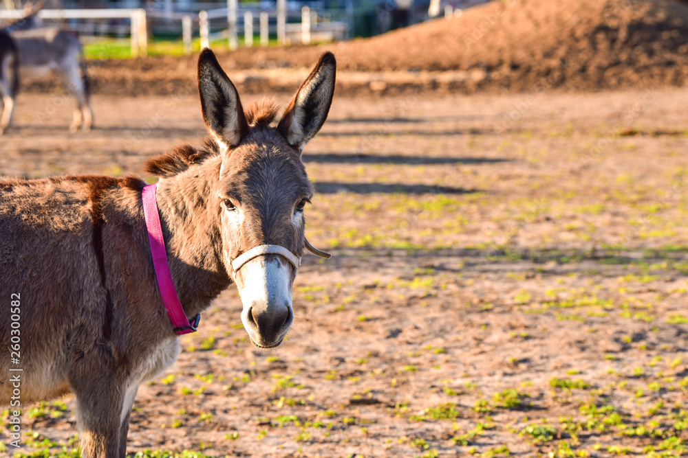 Brown donkey looking into the camera with curiosity. Donkey on a farm ...