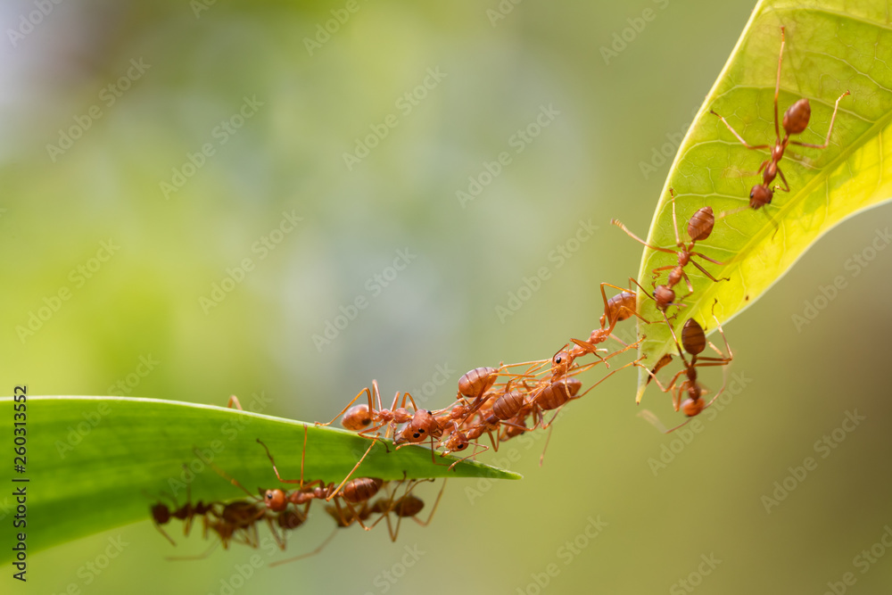 Ant action standing.Ant bridge unity team,Concept team work together ...