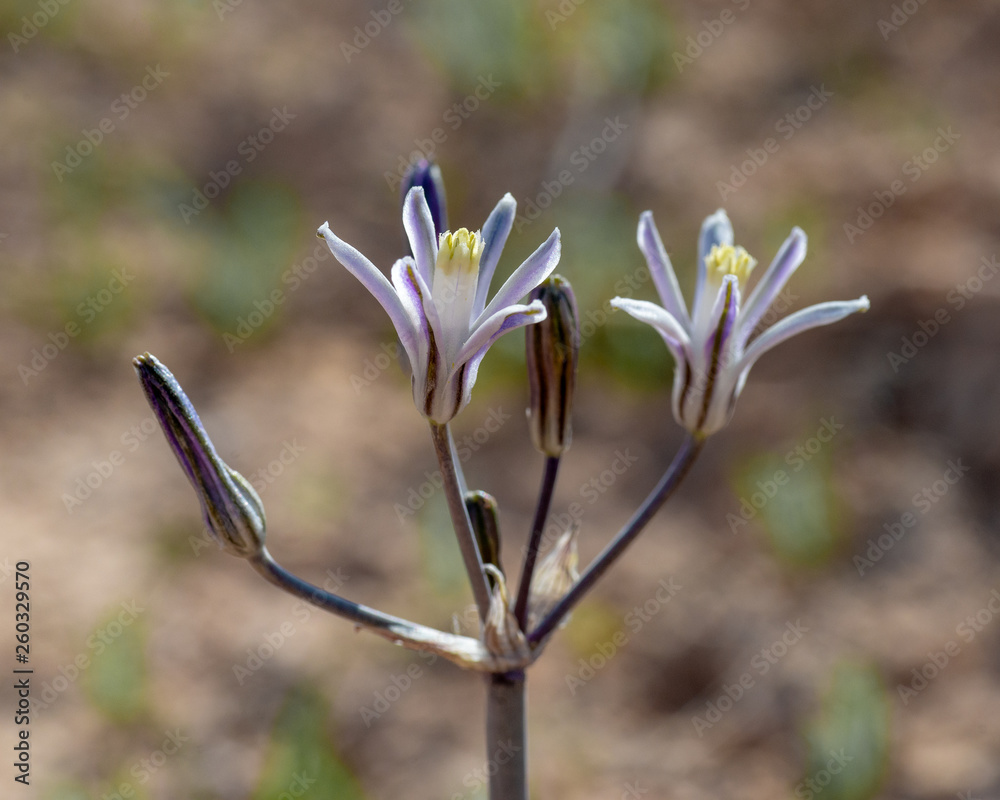 Pink Funnel Lily (Androstephium breviflorum), a perennial monocot that ...