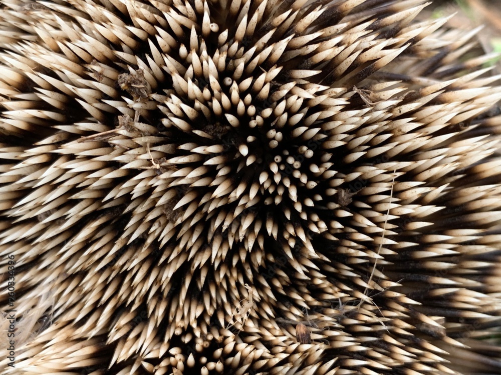 Texture of prickly hedgehog skin. A small animal with needles on its ...