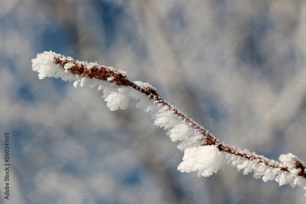 GIVRE. Stock Photo | Adobe Stock