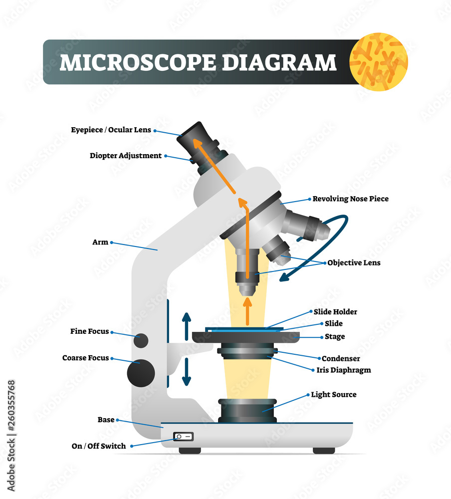 Compound Microscope Diagram