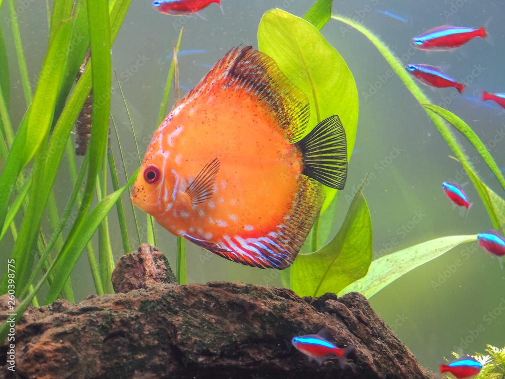 Orange Discus Fish