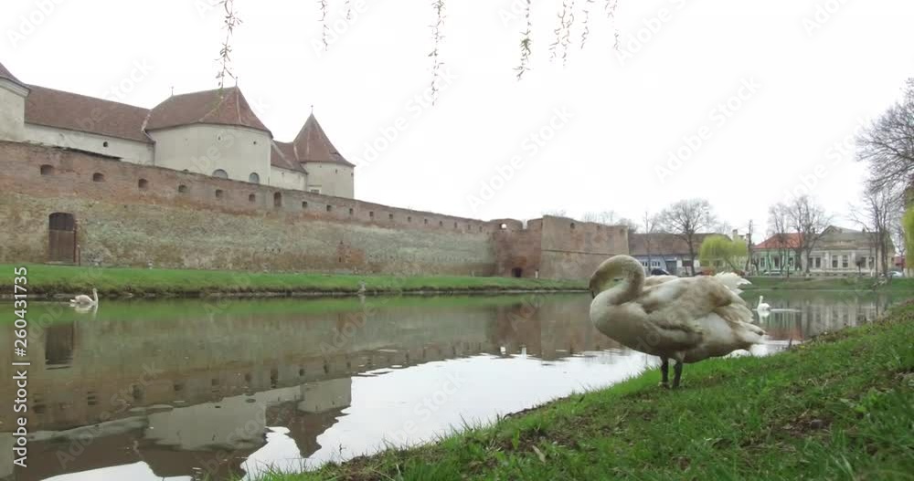Swans on Lake Fagaras, the second most beautiful castle in the world ...