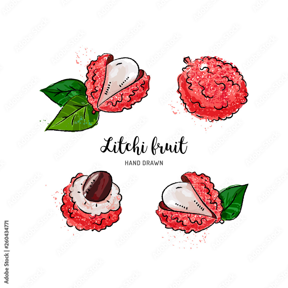 Litchi fruit drawing, Lychee. Watercolor litchi on a white background ...