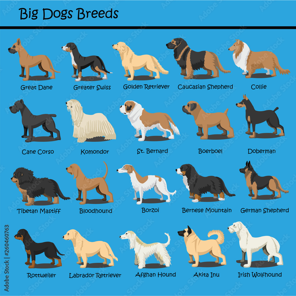 Big Dog Breeds Vector Set Stock Vector | Adobe Stock