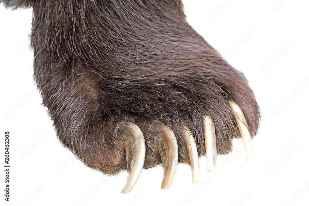 Animal Claws