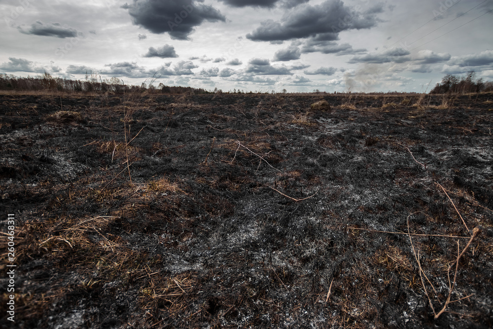 Scorched earth, spring fires. A field with burnt grass. The destruction ...