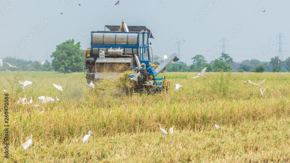Rice Harvesting in Thailand by Thai farmer and his tractor which ...