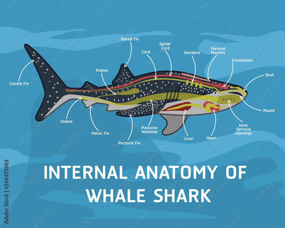 Internal Anatomy Of Whale Shark Stock Vector | Adobe Stock
