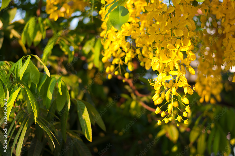 Close up Golden Shower Tree flower bloom sun light blur background, Cassia fistula, Thailand ...