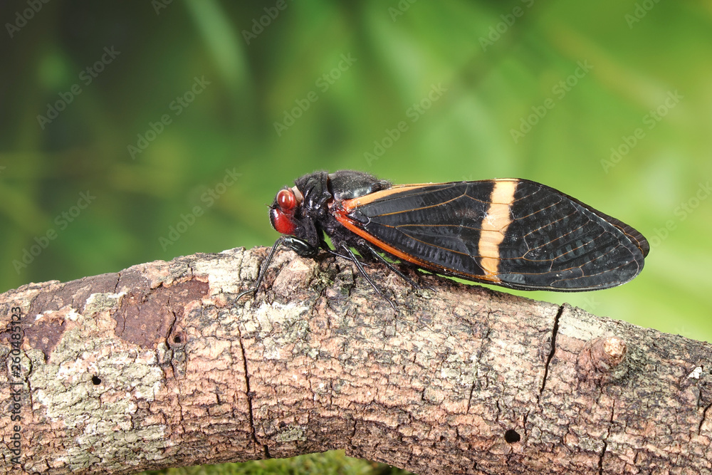 Cicada : Butterfly cicadas with broad multicolor wings. Orange stripe ...
