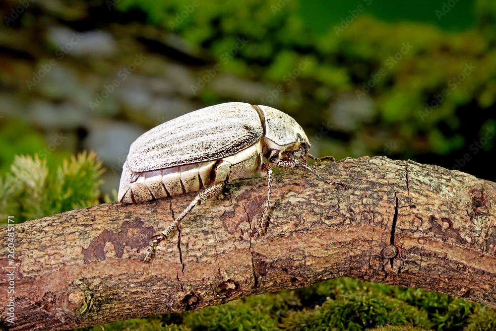 Edible insects : White grub beetle (Lepidiota stigma Fabricius), edible ...