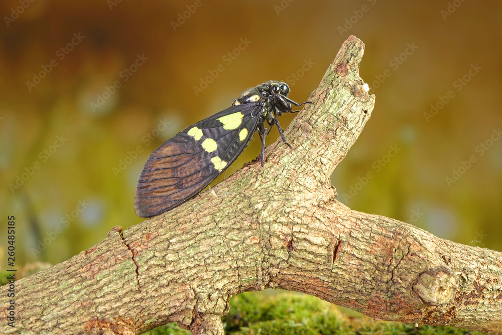 Cicada : Butterfly cicadas with broad multicolor wings. Green and blue ...