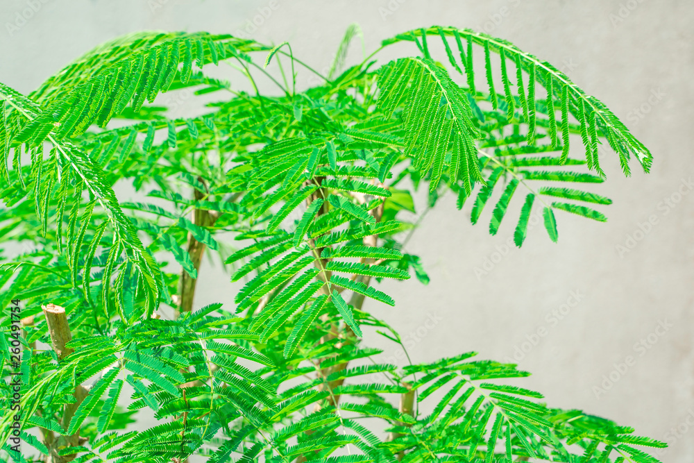 The leaves and branches of Chaom are isolated on a white background ...