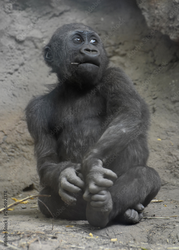 Silverback Gorilla Baby
