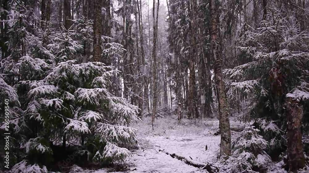 Snow falls in the forest with trees. Intense snow instantly covers the ...