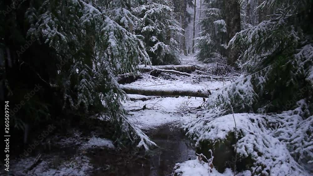 Snow falls in the forest with trees. Intense snow instantly covers the ...