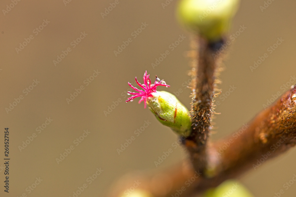 macro, hazelnut, avellana, corylus, background, blossom, beautiful ...