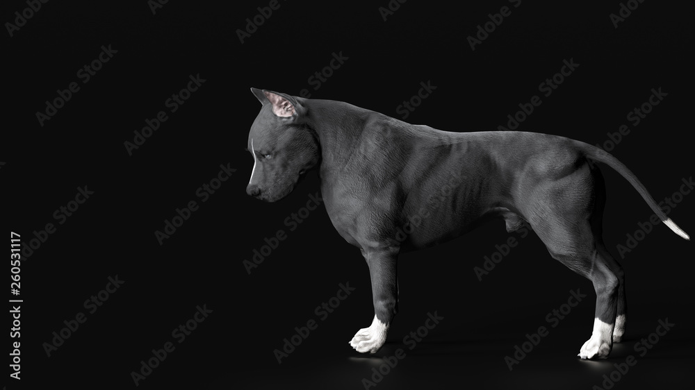 Pitbull looking down while standing, side view 3d render Stock ...
