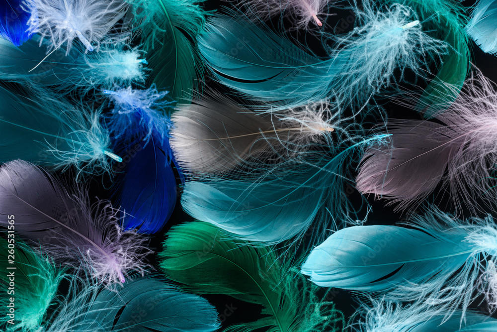 Seamless background with multicolored feathers isolated on black Stock ...